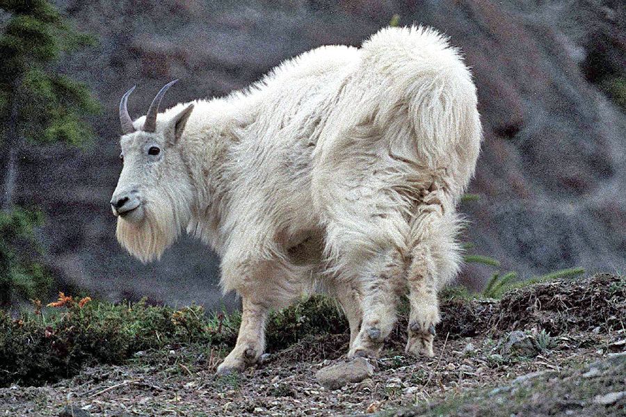 The Azure Gate: Finding Mountain Goats Part II