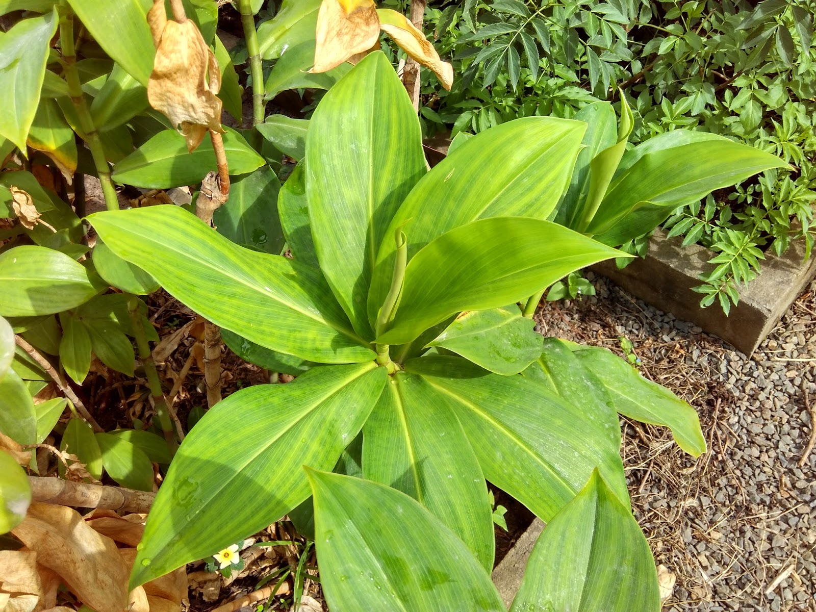 Sistemática Fanerógamas BIO 266 UEFS: Lilianae: Zingiberales