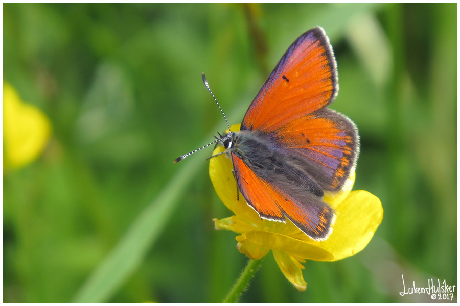 NORGE.nl: Birtavarra ''norske sommerfugler'' (norwegian butterflies)