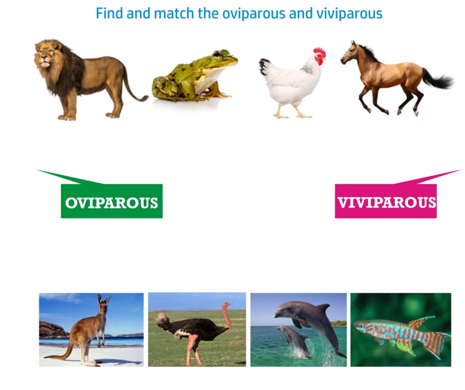 worksheets: Find And Match The Oviparous And Viviparous