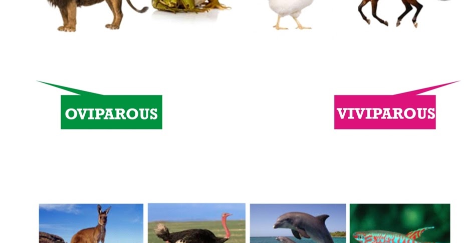 worksheets: Find And Match The Oviparous And Viviparous