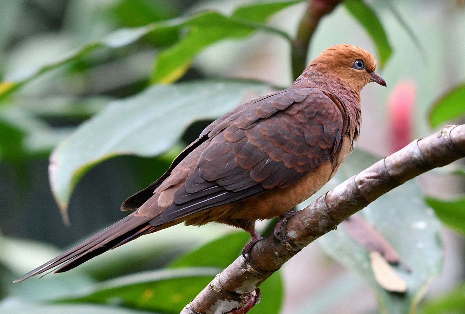 The Life Journey in Photography: Little Cuckoo-Dove @ Berjaya Hill ...