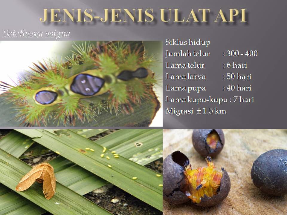 PANDUAN PENGENDALIAN ORGANISME PENGGANGGU TANAMAN (OPT) KELAPA SAWIT ...