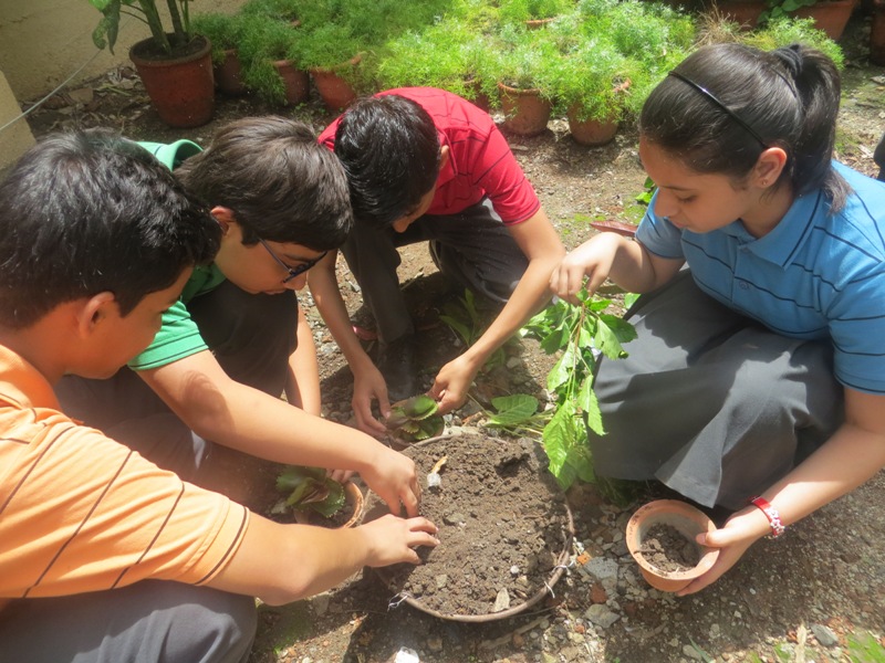 Growing Saplings From Stem Cuttings and Flower Cuttings