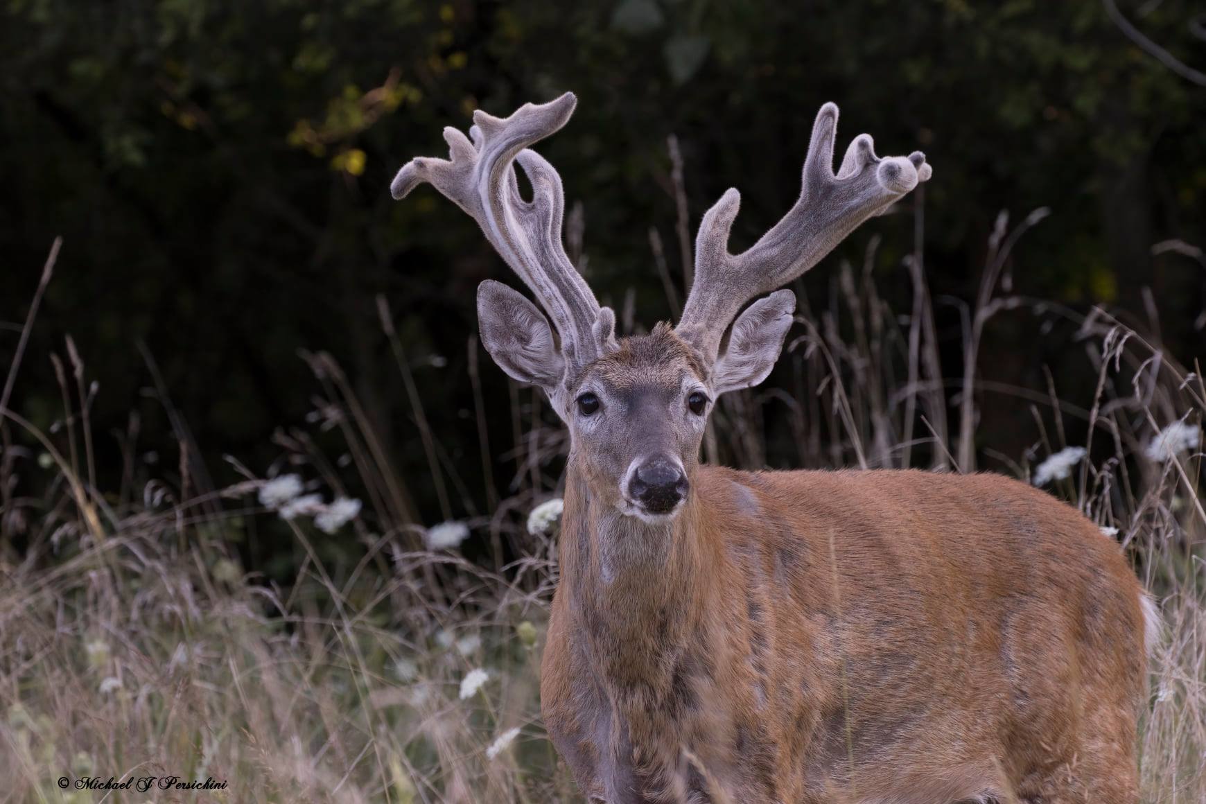 Marian's Hunting Stories, etc., etc., etc...: The Freak - The Legend