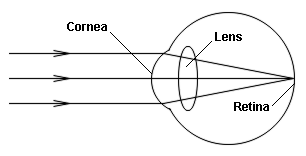 HUMAN EYE (STRUCTURE, IMAGE FORMATION AND DIFFERENCE BETWEEN RODS AND ...