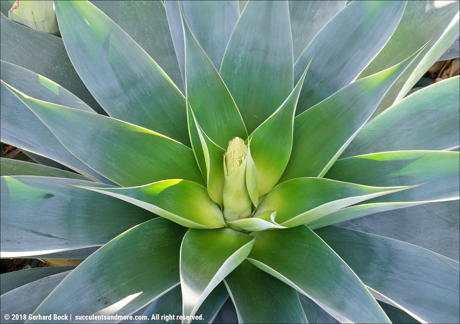 Today is National Agave Day!