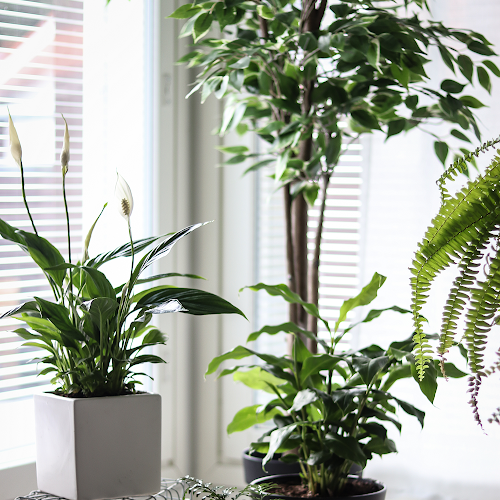 10 helppoa viherkasvia aloittelijalle | Luonnonkaunis