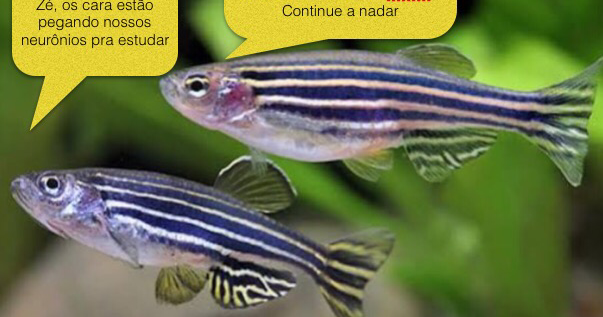 O peixe zebra e seu desenvolvimento neuronal