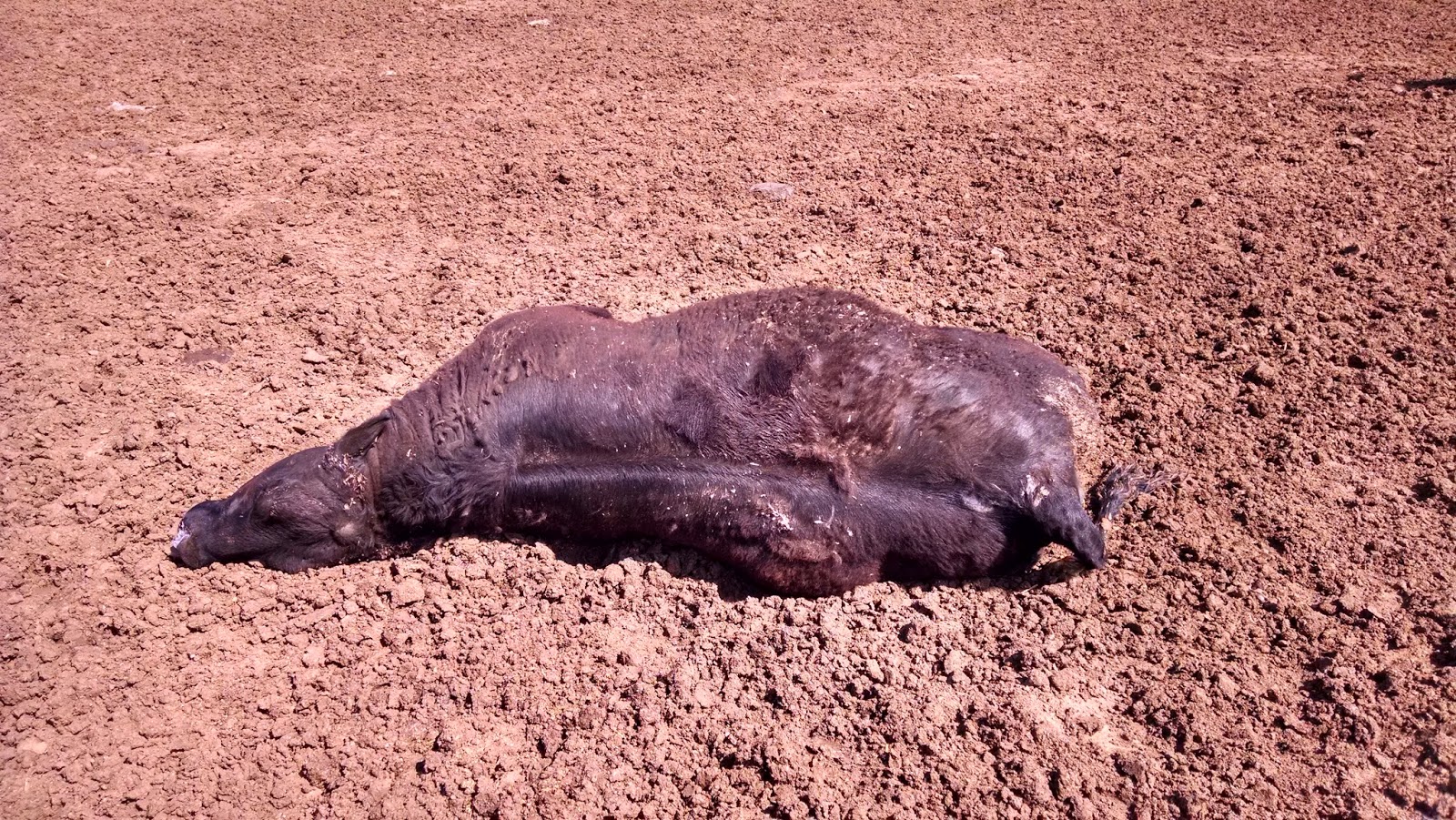 for the love of beef