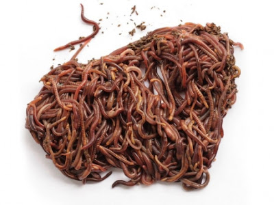 JENIS-JENIS CACING, MANFAAT, BUDIDAYA. bag. 1 >>> Cacing Tiger (Eisenia ...