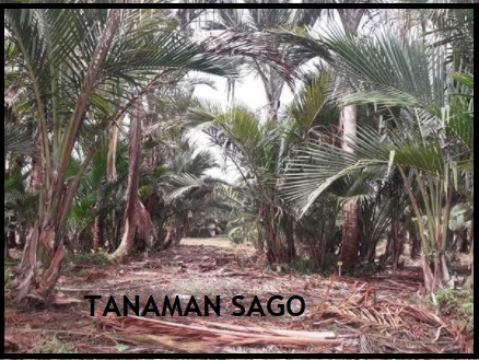 Anim Agro Technology: POTENSI TANAMAN SAGO DI SARAWAK