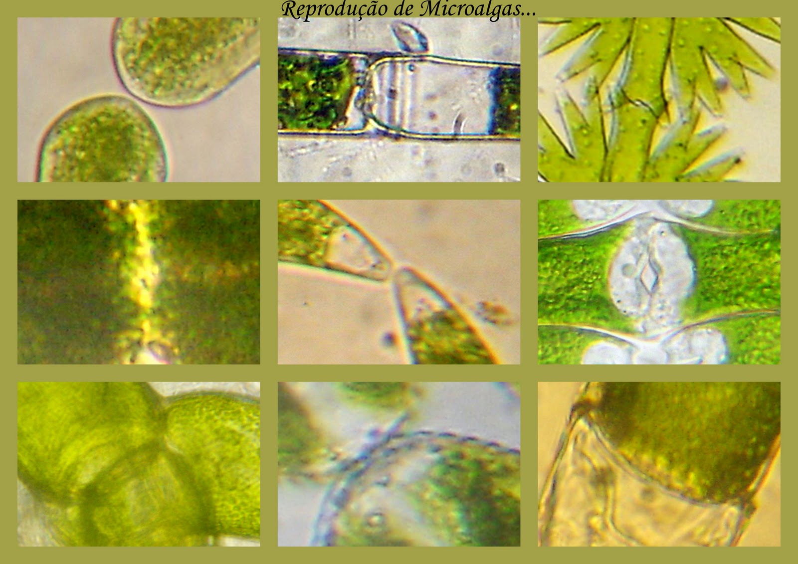 Cultivo de Microalgas em Fotobiorreatores: Microalgas... Reprodução...