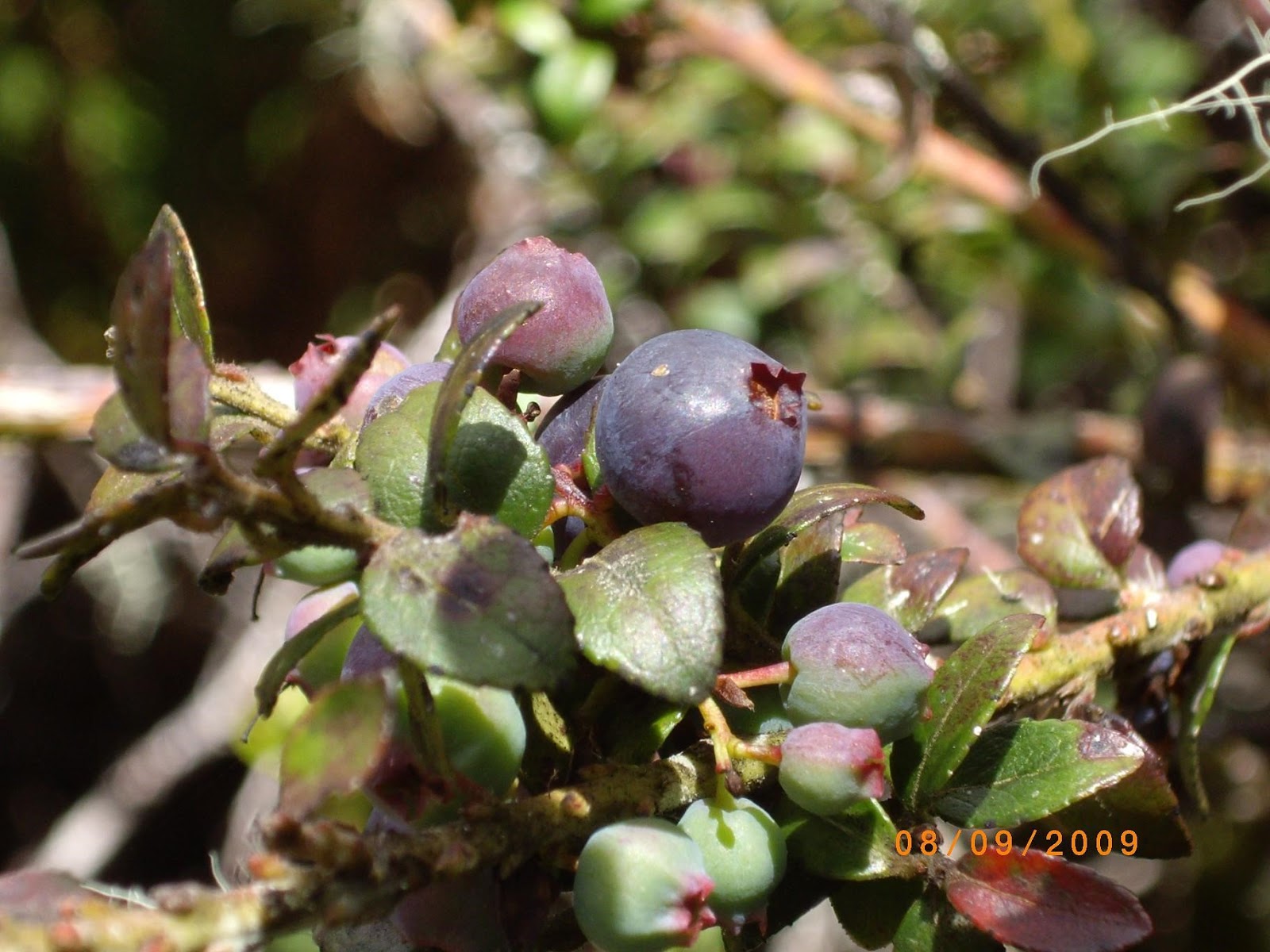 fisiologia del yacon: noviembre 2015