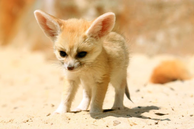 Fennec fox | The Life of Animals
