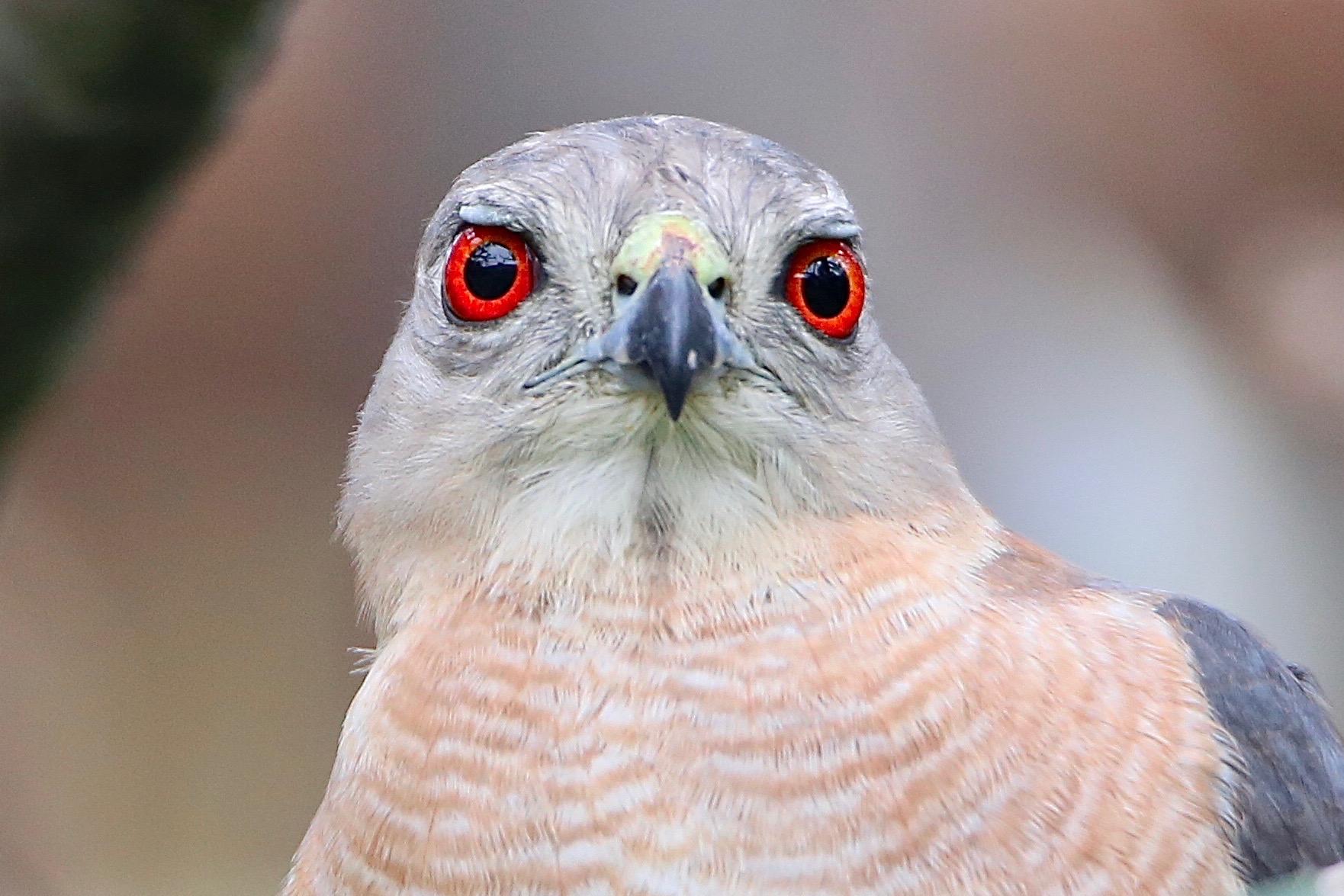 Shikra Is a Ruthless Hunter