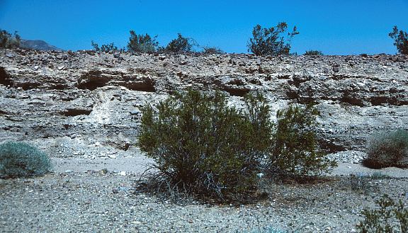 The Subversive Archaeologist: Fly. Meet Wall. Calico Hills Public ...