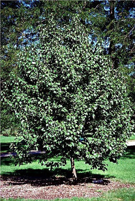 Beechwood Landscape Architecture and Construction: Autumn Blaze Callery ...