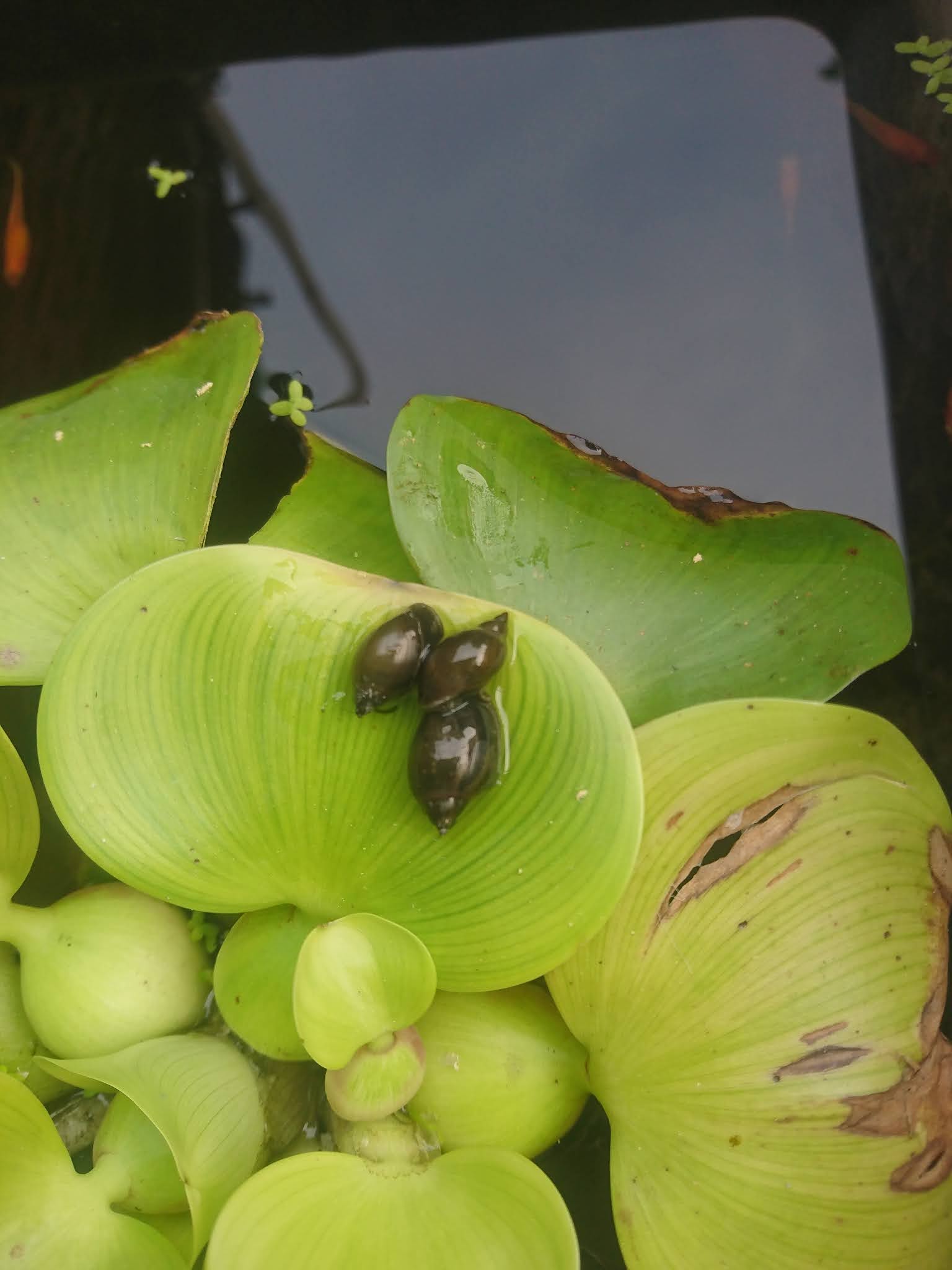 Hama Keong di Aquascape dan Cara Menghilangkanya