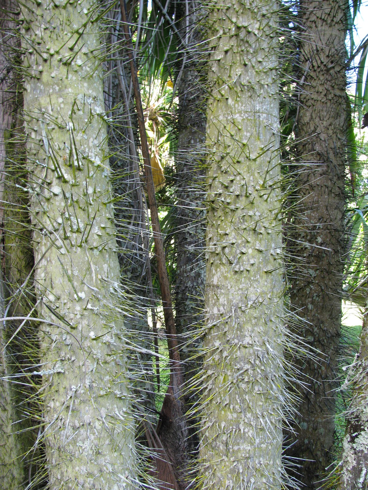 Pokok Nibung Juga Tumbuhan Seribu Guna |MyRokan