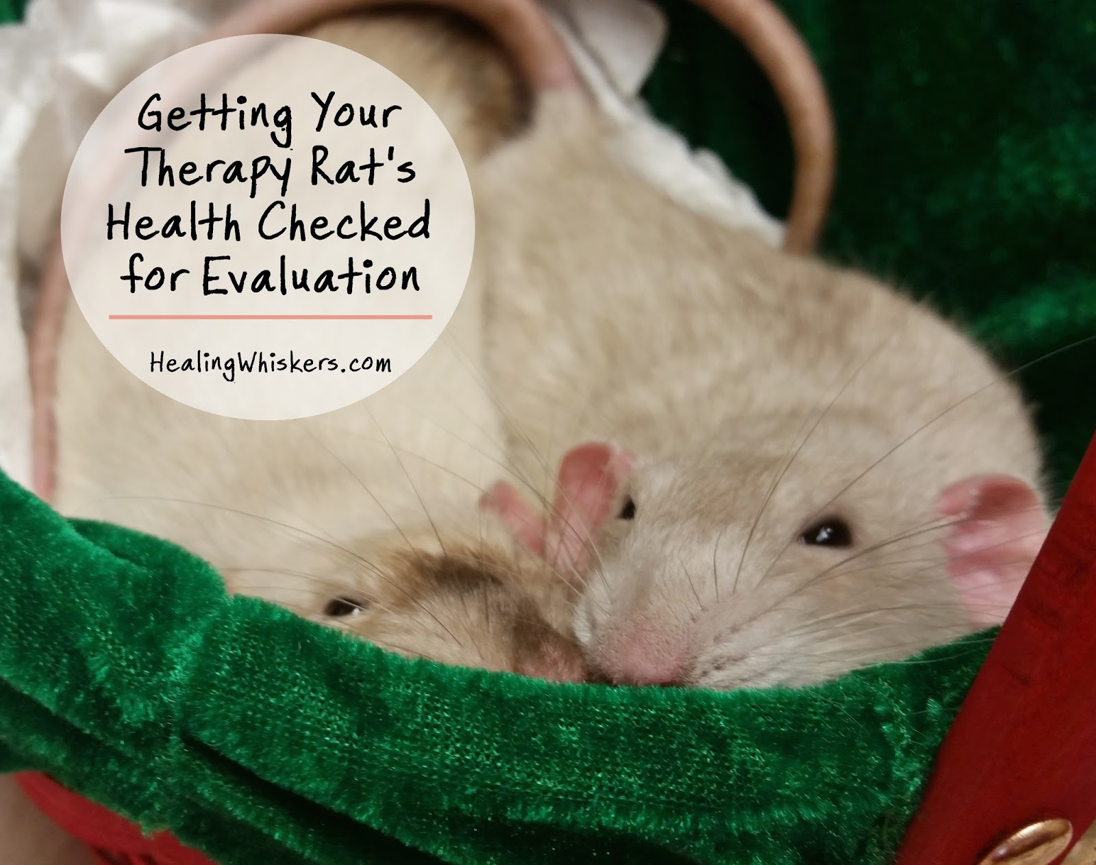 Healing Whiskers: Getting Your Therapy Rat's Health Checked for Evaluation