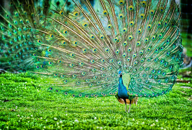 Galiformele - Enciclopedia Naturii