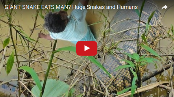 GIANT SNAKE EATS MAN? Huge Snakes and Humans Animal Wire Animal Wire ...