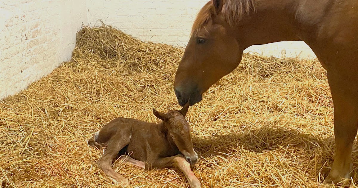 Equine Science Update: Gender selection at conception brings hope for ...