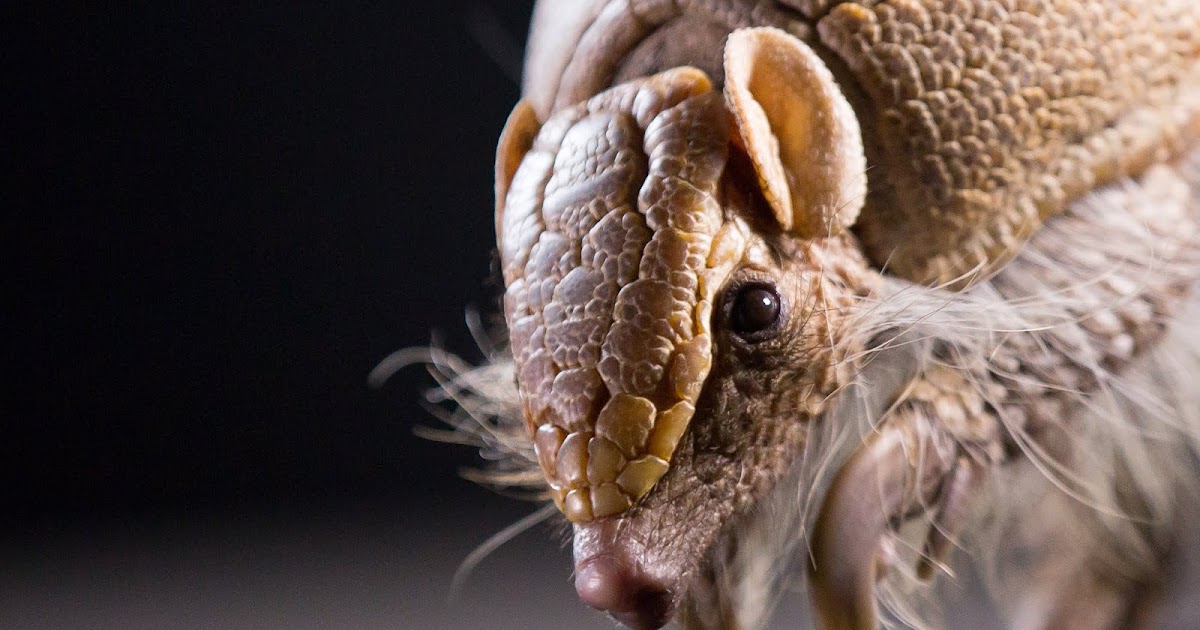 Meet Eduardo, the three-banded armadillo who loves sleeping, digging ...