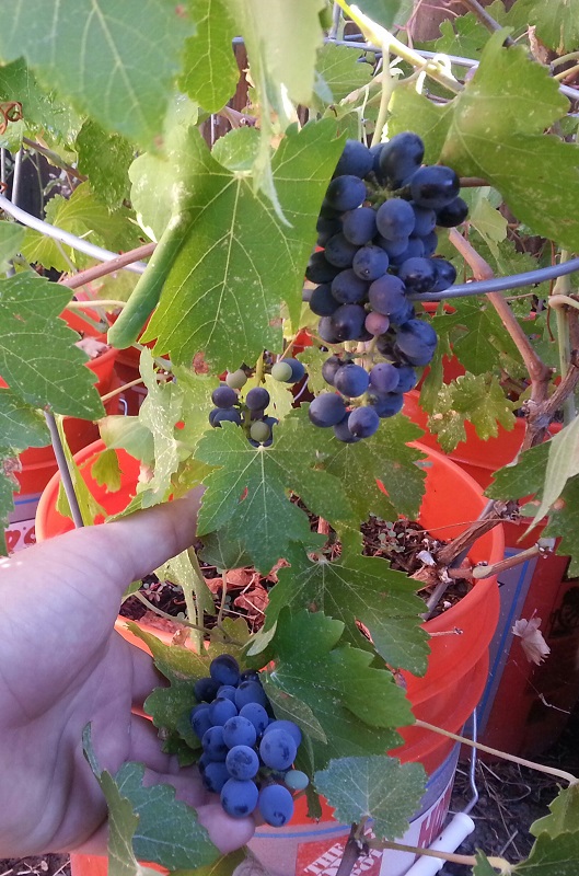 Grape Harvest Year 2 -- The 2016 Estate Blend | Greens and Machines