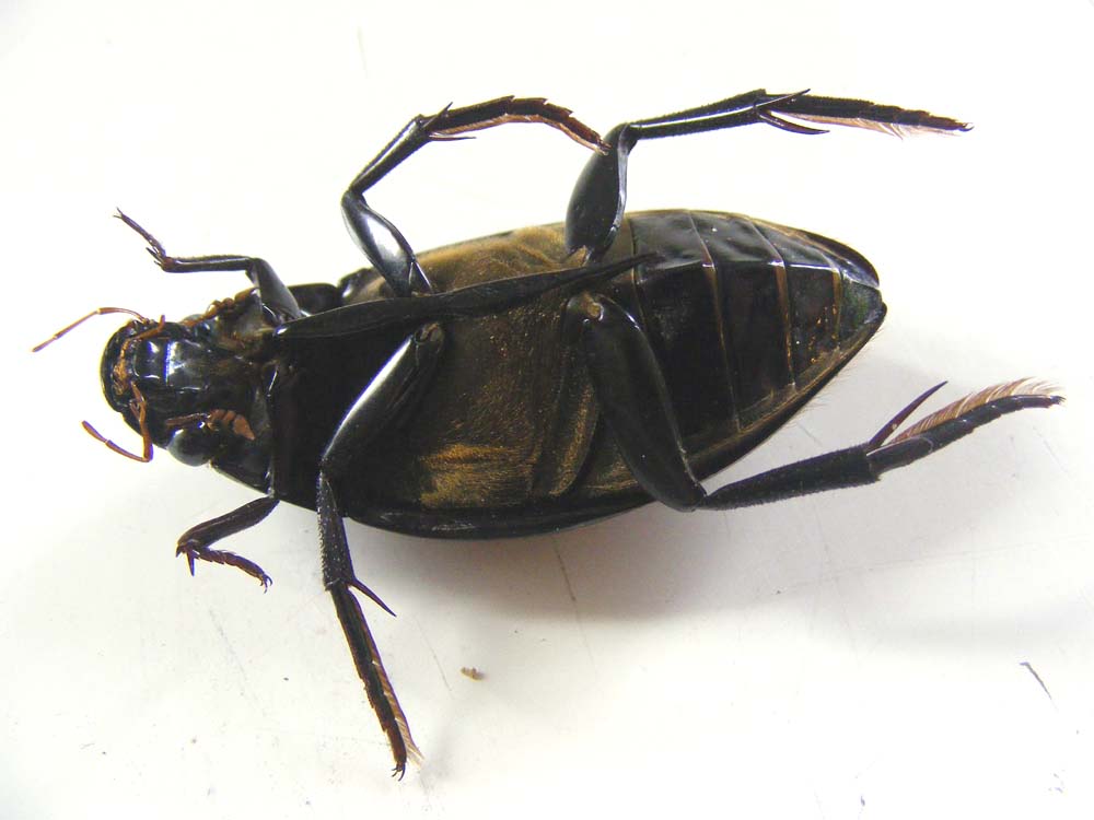 Days on the Claise: Great Silver Beetle