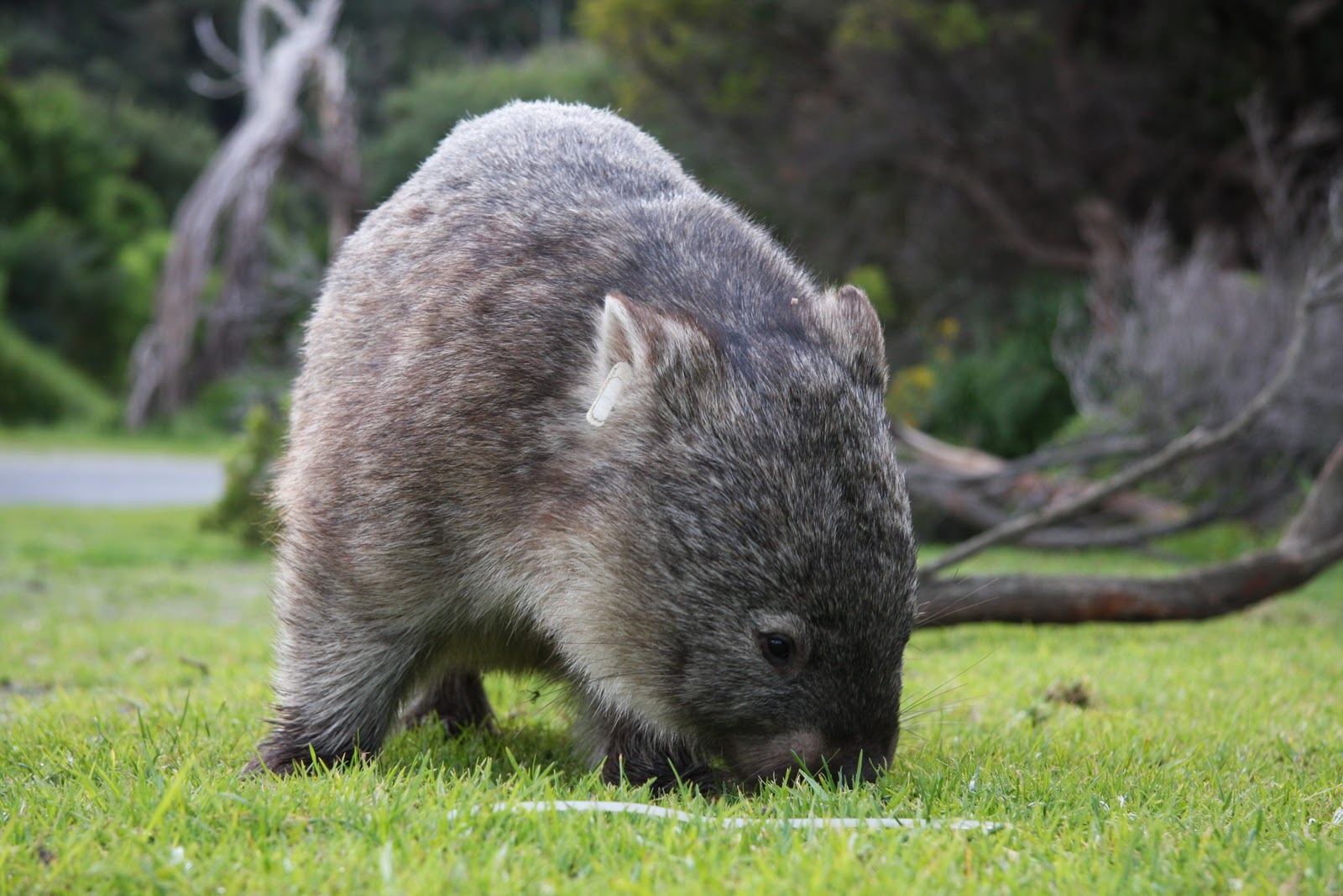 HD Wallpapers Desktop: Wombat HD Wallpapers