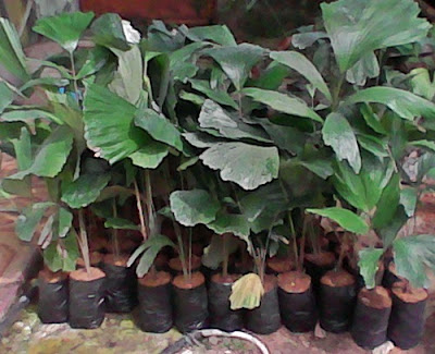 Budidaya Aren : Aren Dari A Sampai Z Dalam Foto