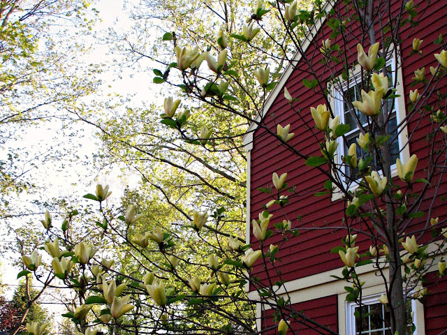 Idyll Haven: Magnolia x 'Sunspire'