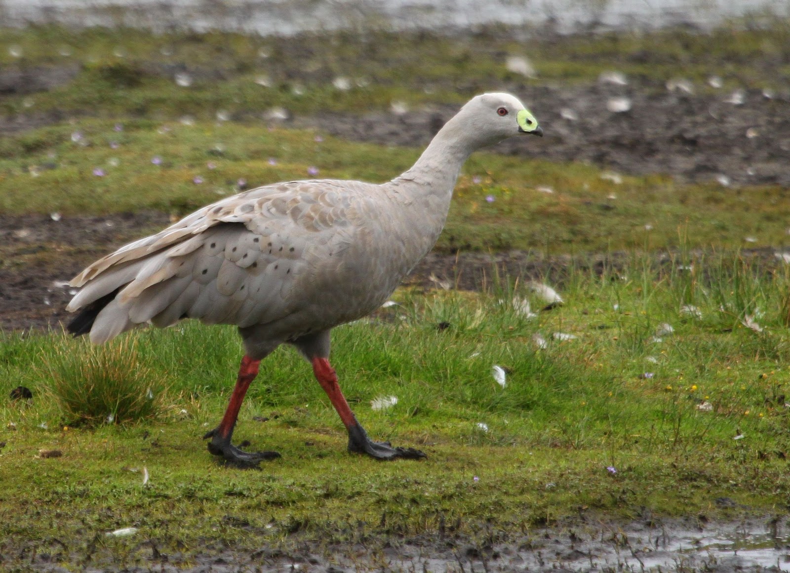 Richard Waring's Birds of Australia: Birding photos from Phillip Island