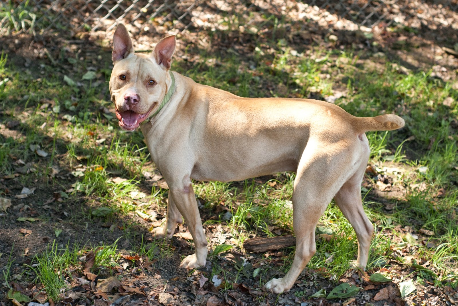 Progressive Charlestown: Dog of the Week