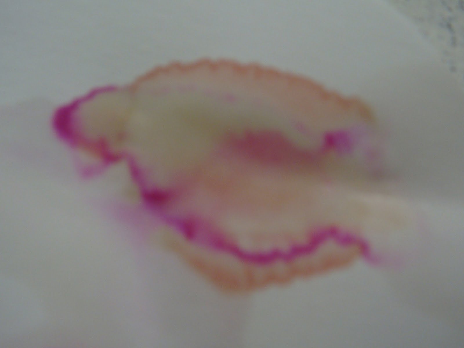 CSI//myrthh: Blood Identification Practical: Test 3