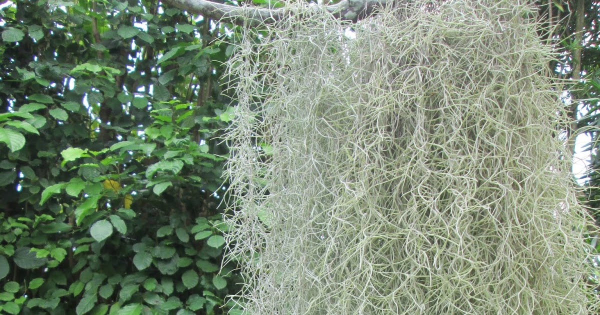 Garden Notes from Hawaii: SPANISH MOSS (Tillandsia usneoides)