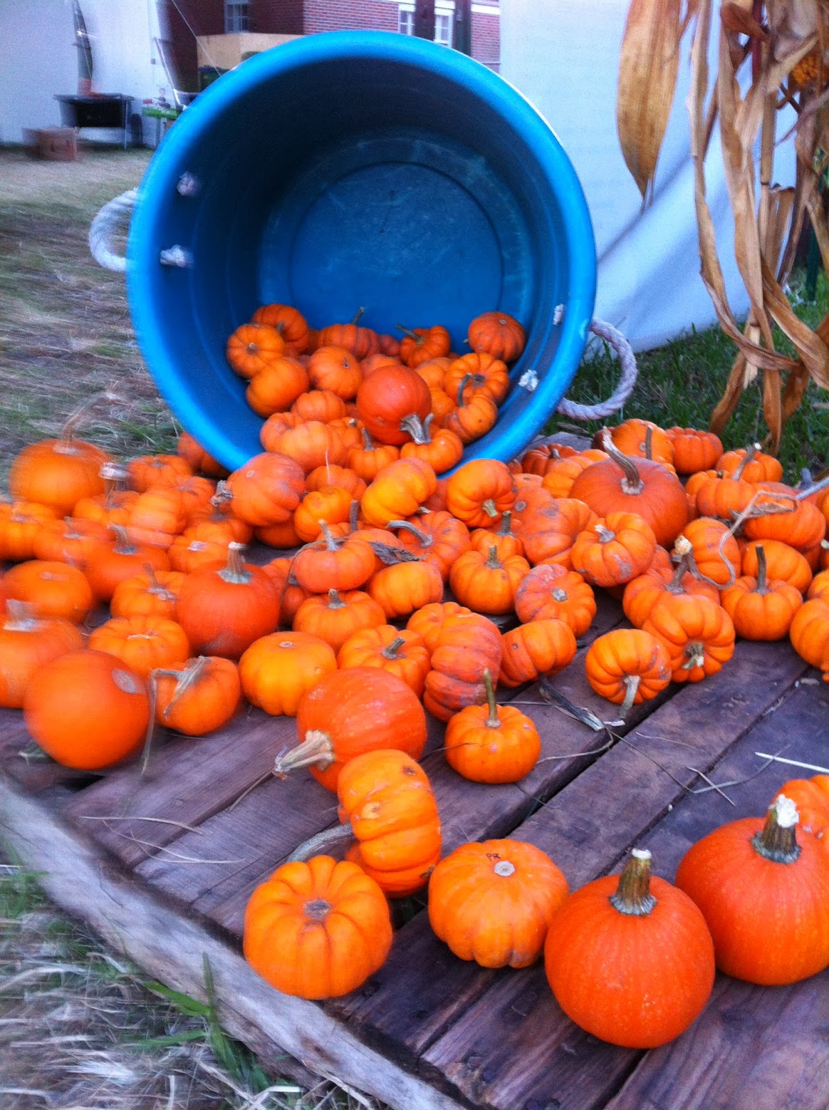 Sounds Like Chelsea's Life: Pumpkin Patch!
