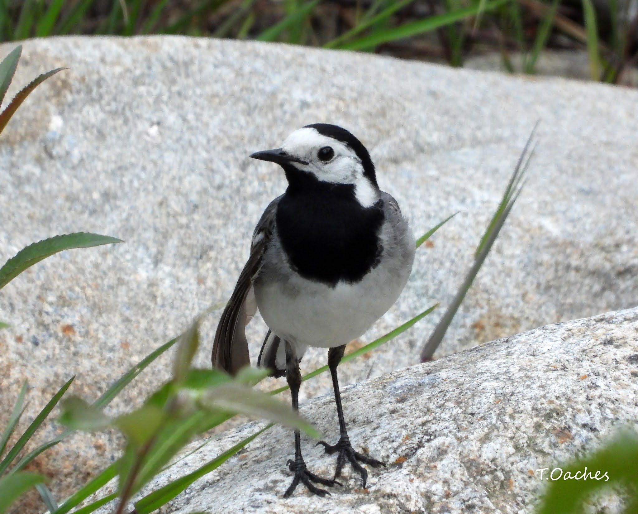 PASARI DIN ROMANIA: CODOBATURA ALBA, Motacilla alba