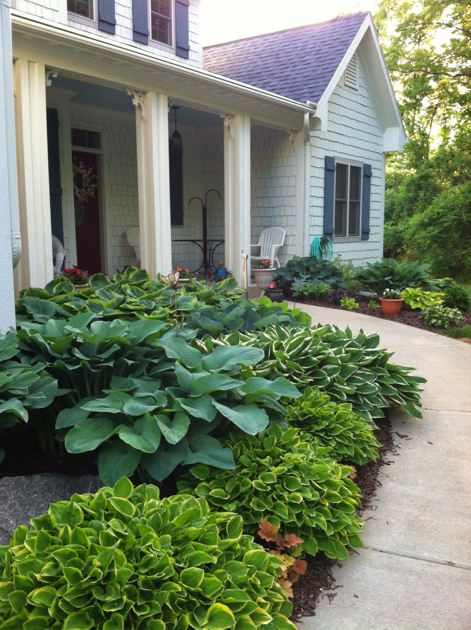 Perennial Hosta, Peonies and Roses are in Full Glory! - Lakeview ...