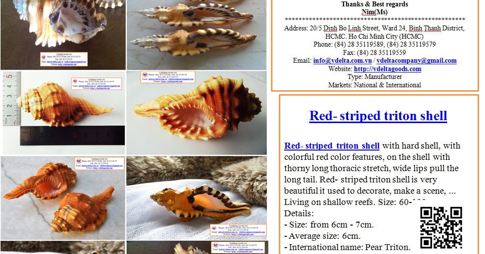 Red- striped triton shell