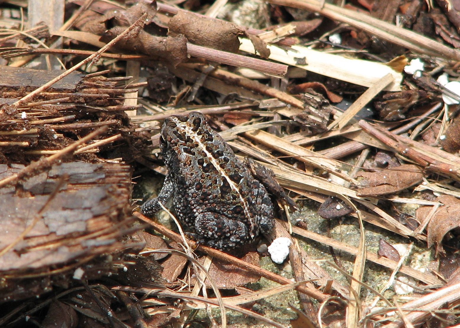 The Contented Naturalist: July 2011