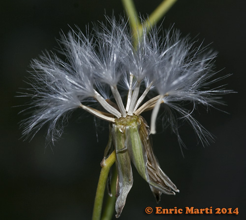 Asteraceae: Launaea lanifera - Flores Silvestres del Mediterráneo