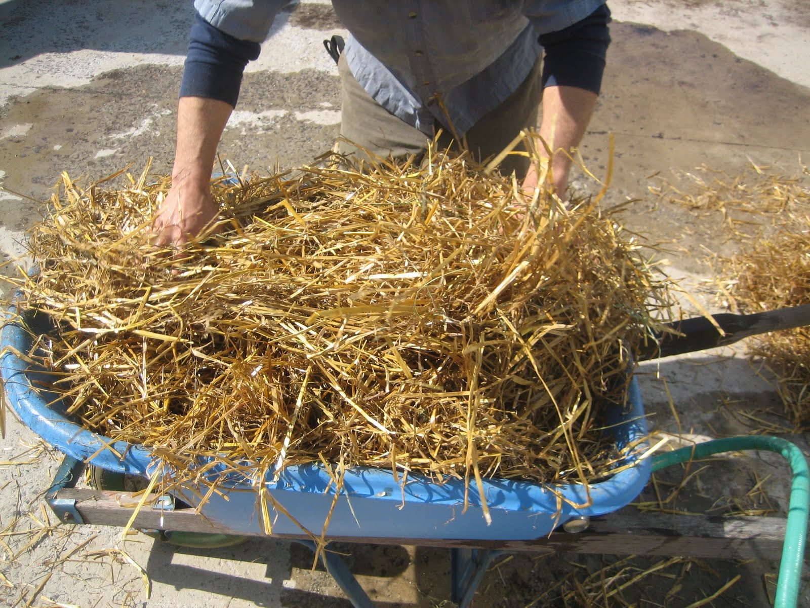 Have You Ever Picked A Carrot?: Hay Is For...Oysters