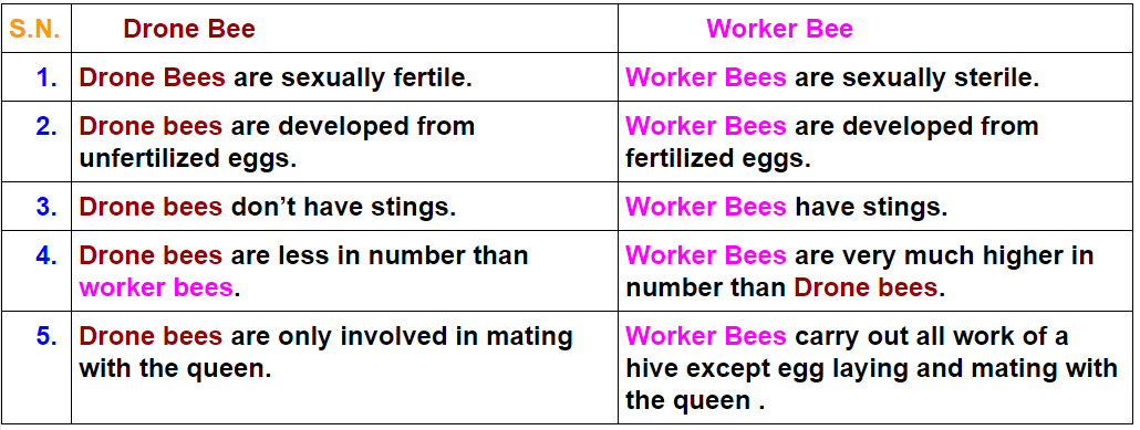 Differences between drone bee and worker bee:-