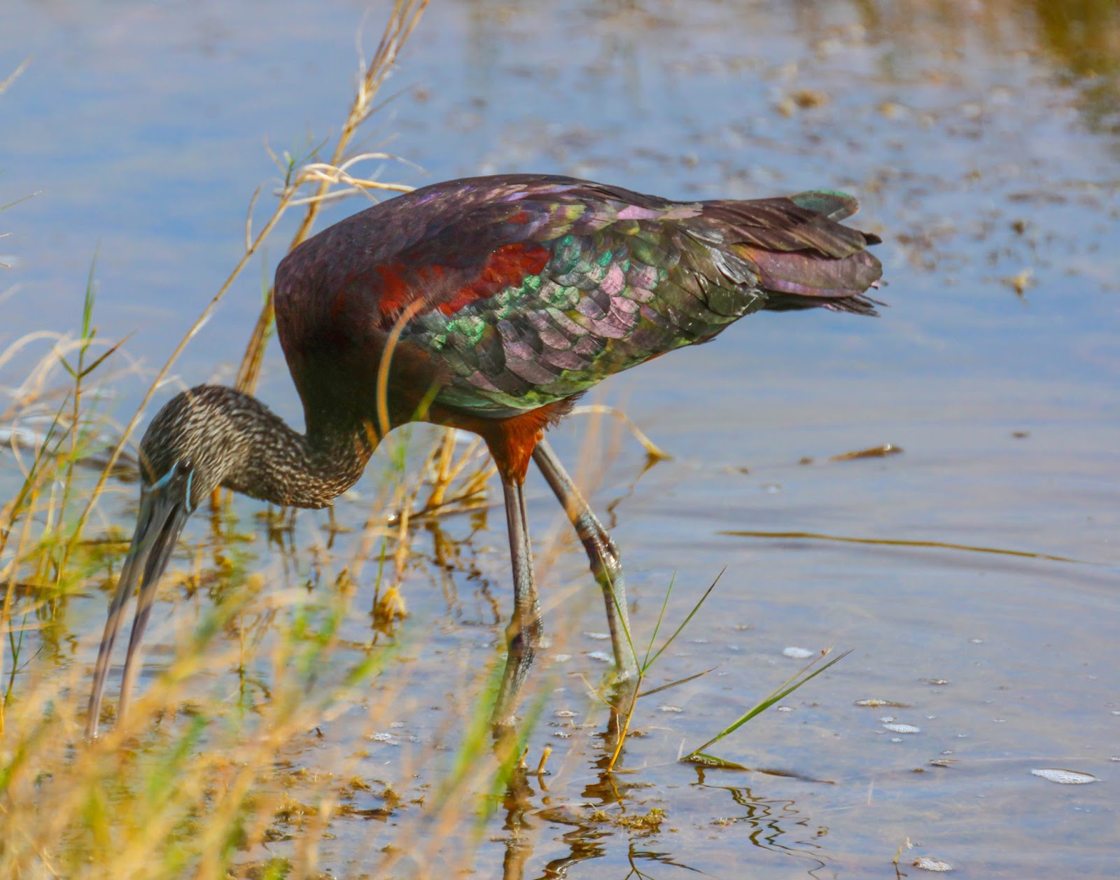 Cannundrums: Glossy Ibis