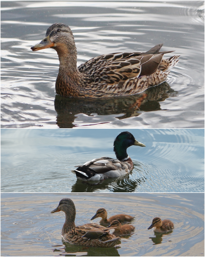 Perjantain lintukuvat