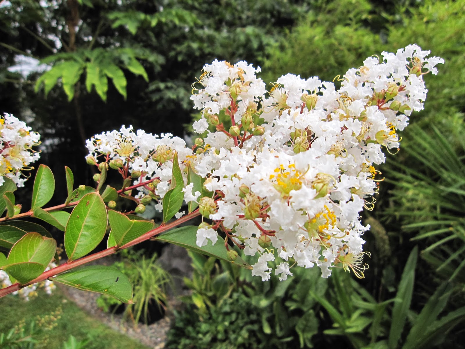 MulchMaid: Lagerstroemia x 'Natchez' - my favorite plant in the garden ...