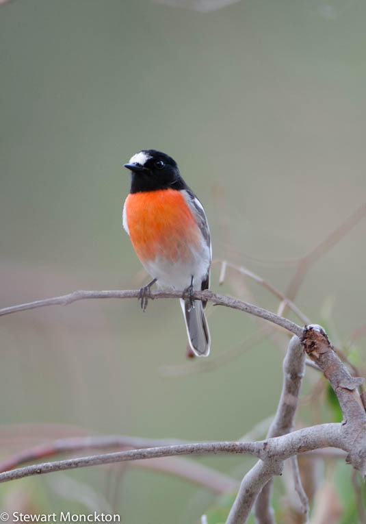 Paying Ready Attention - Photo Gallery: April 2013